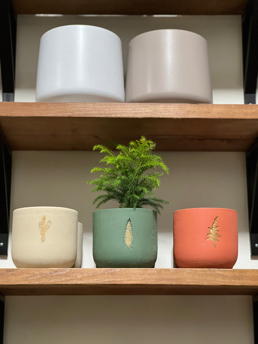 Pots – The Little Big Plant Co