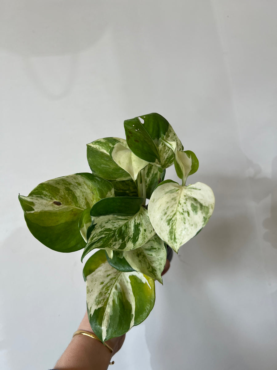 Pothos Manjula – The Little Big Plant Co