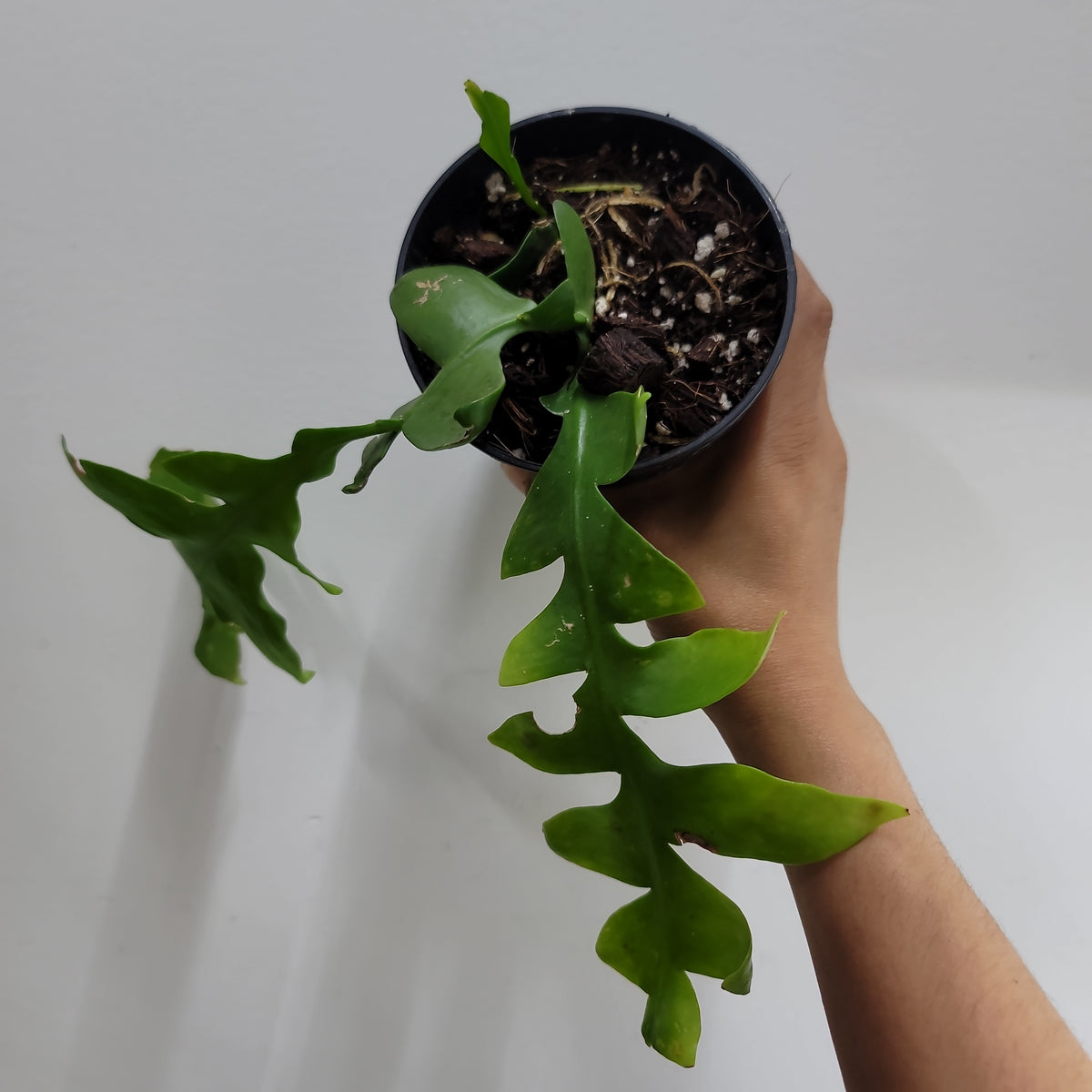 Fern Leaf Cactus – The Little Big Plant Co