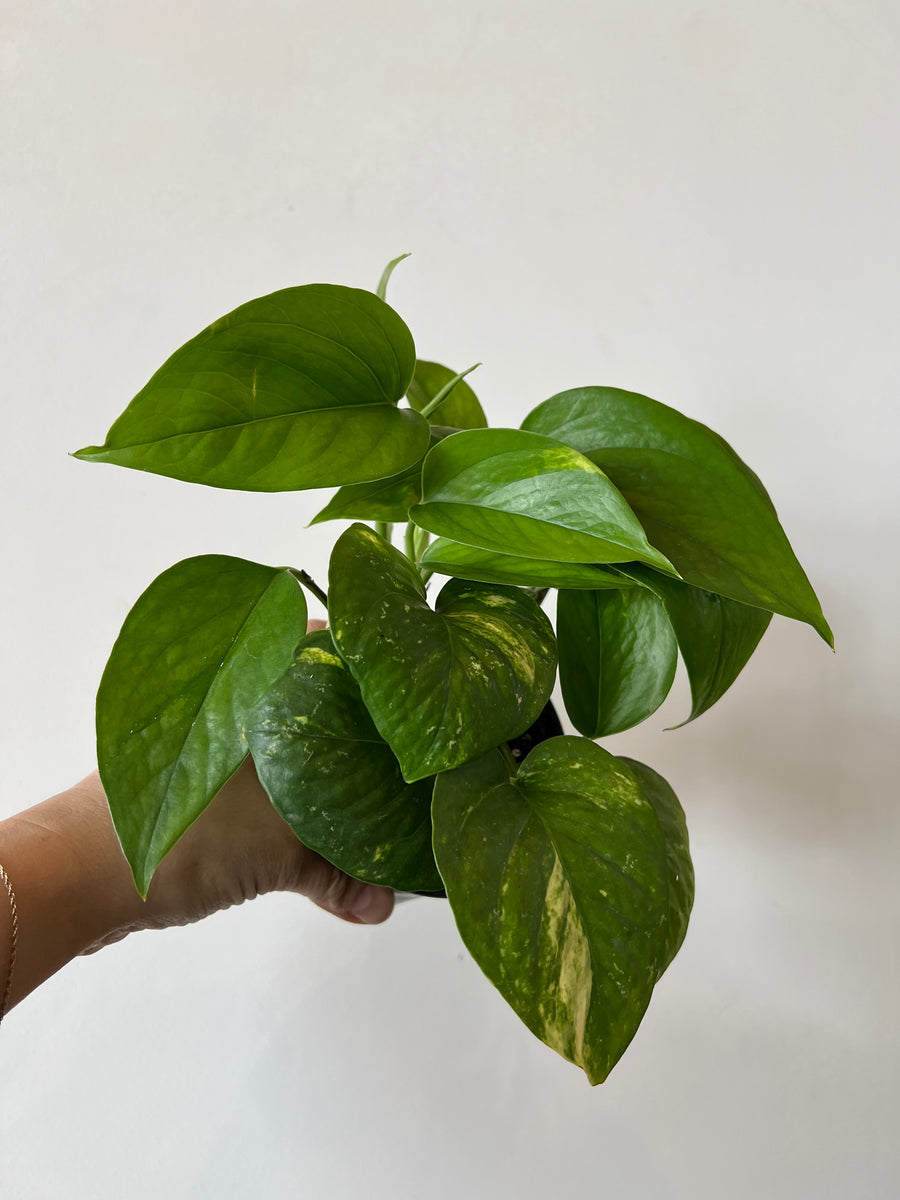 Golden Pothos – The Little Big Plant Co