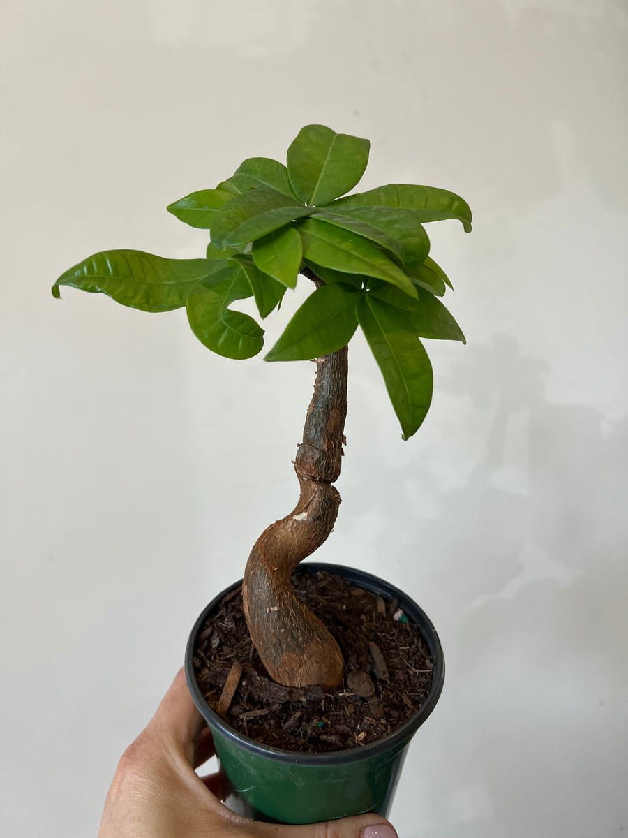 Money Tree Serpent – The Little Big Plant Co