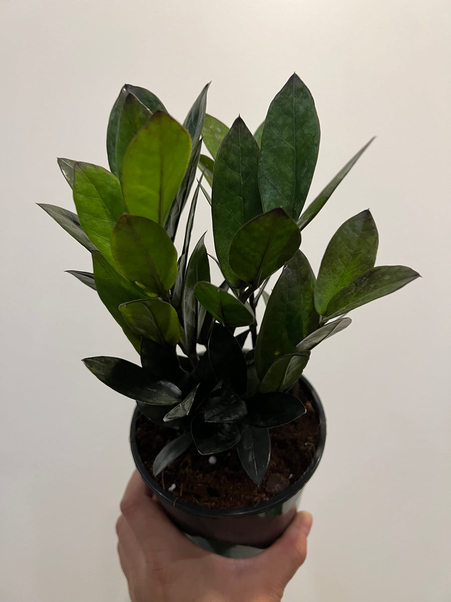 ZZ Super Nova – The Little Big Plant Co