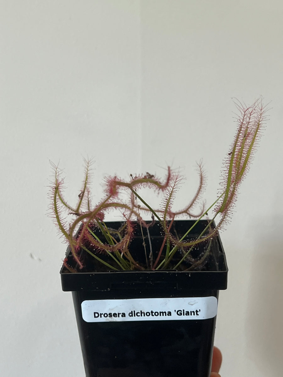 Drosera ditchotoma giant sundew – The Little Big Plant Co