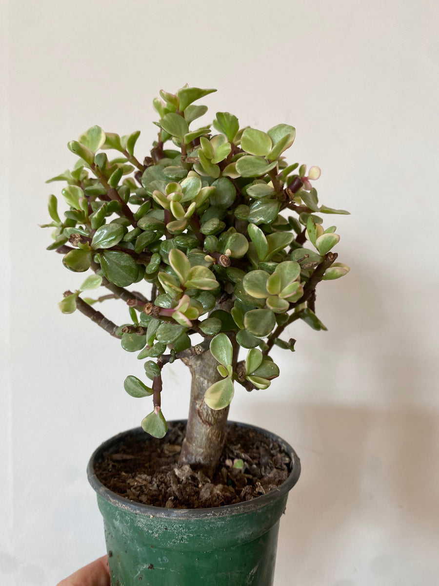 Standard Elephant Bush Jade tree Variegated – The Little Big Plant Co