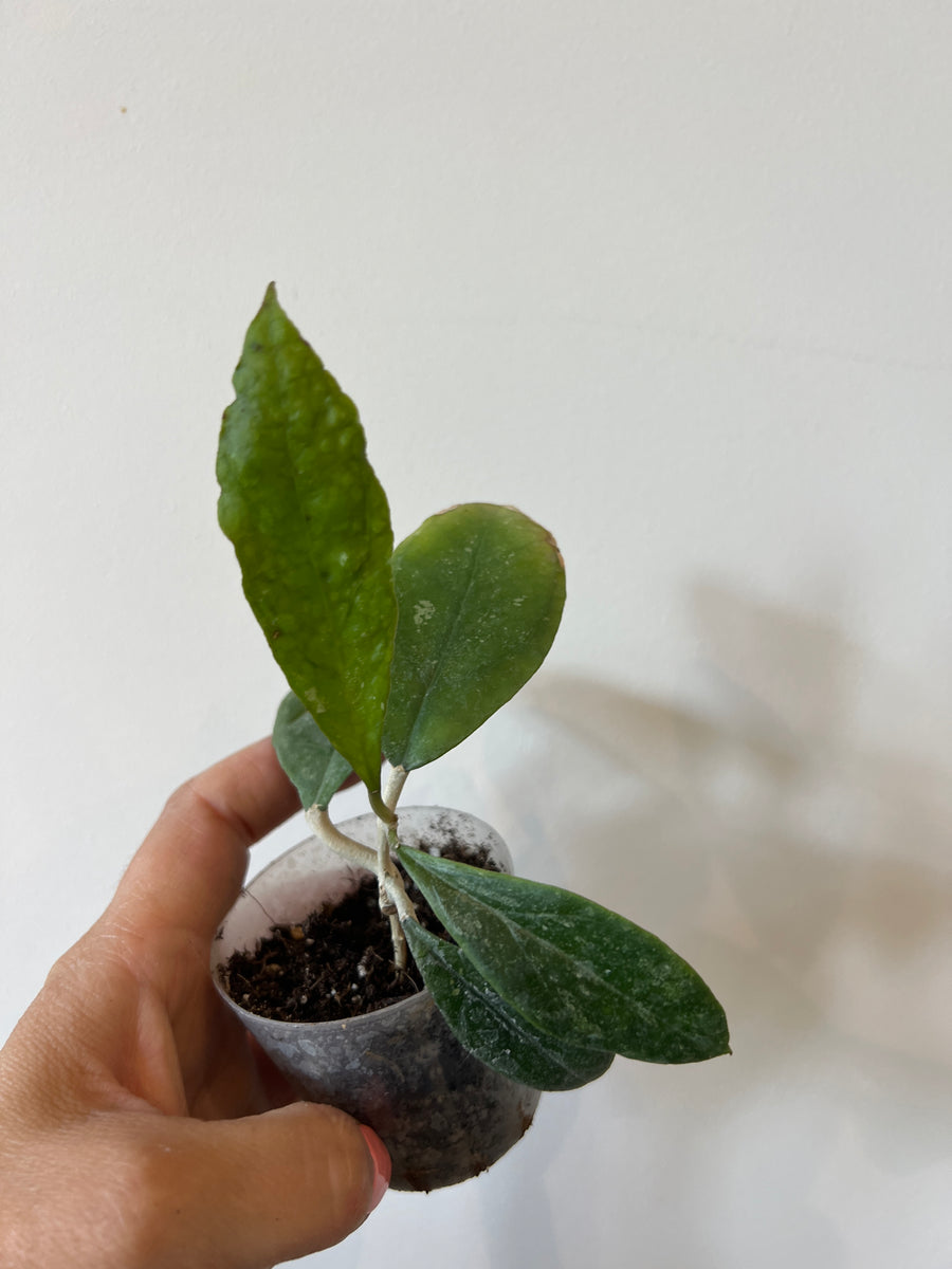 Hoya Chicken Farm – The Little Big Plant Co