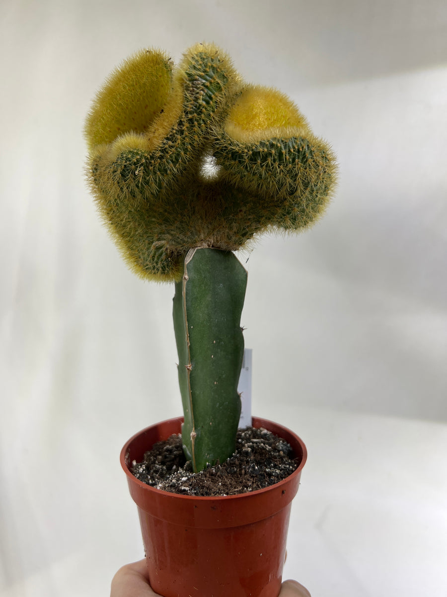 Grafted rat tail – The Little Big Plant Co