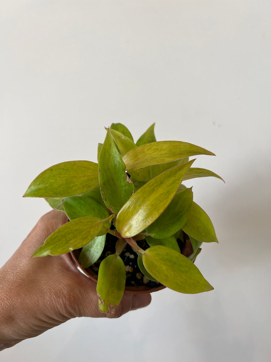 Philodendron Quad Color – The Little Big Plant Co