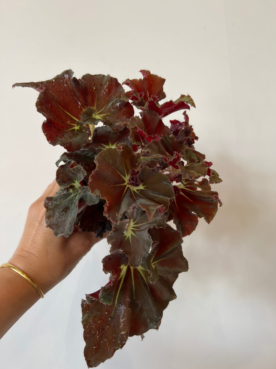 Begonia Madame Queen – The Little Big Plant Co