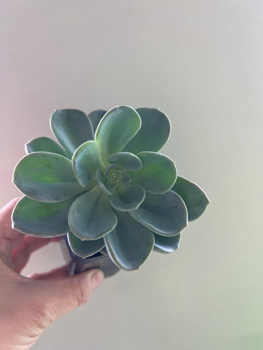 Echeveria Orpet – The Little Big Plant Co
