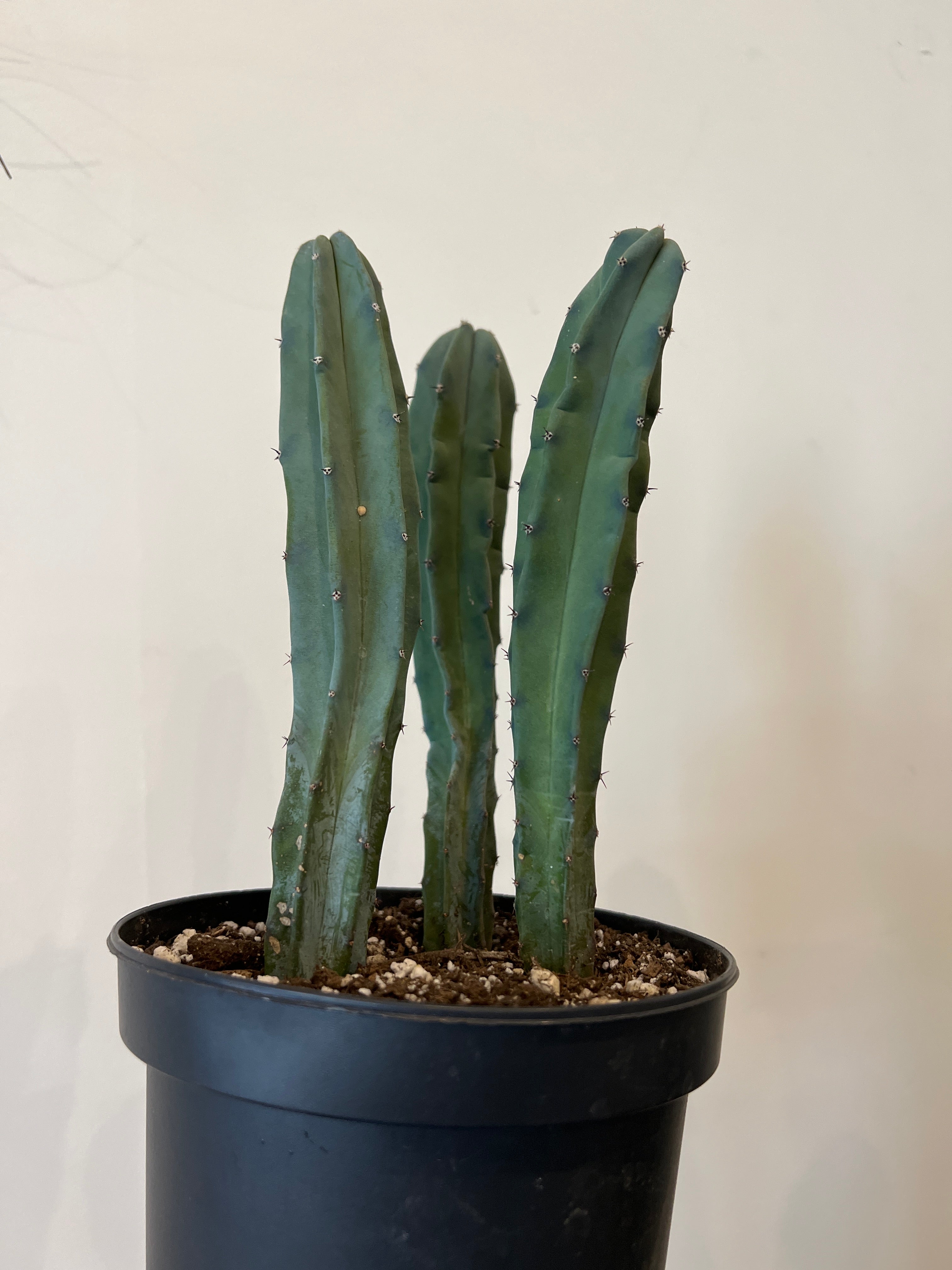 Blue candlestick cactus store