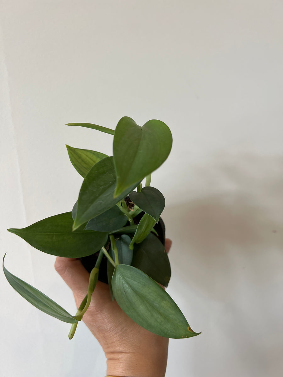 Scindapsus Blue – The Little Big Plant Co