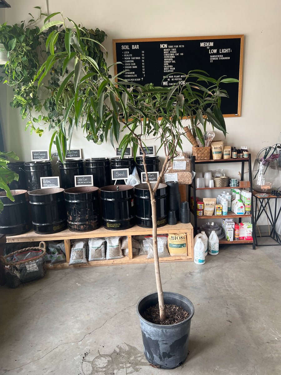 Ficus Ali Tree – The Little Big Plant Co