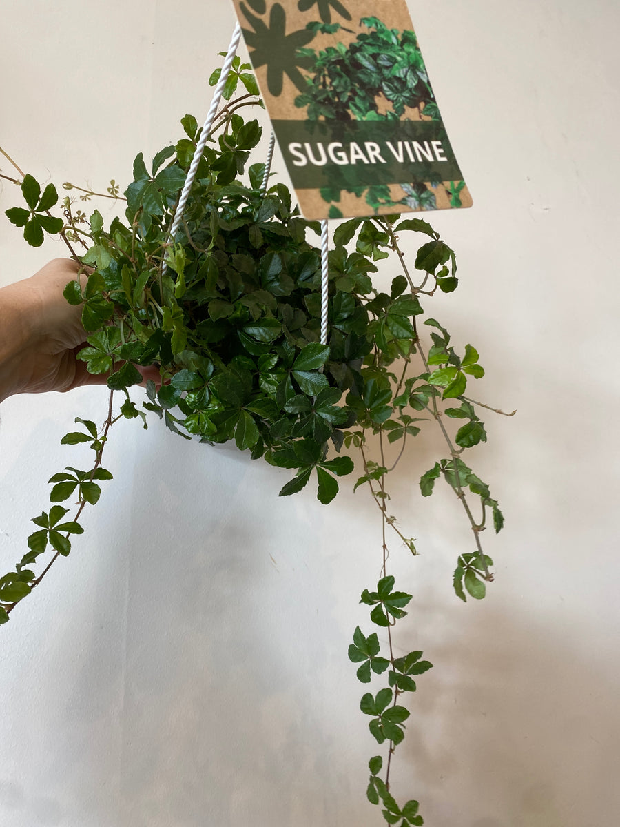 Sugar Vine – The Little Big Plant Co