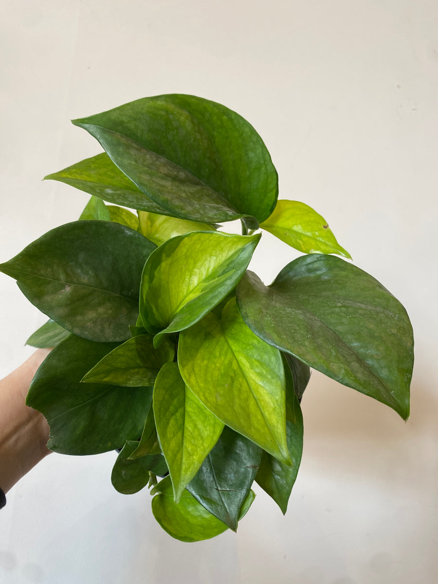 Pothos Lemon Top – The Little Big Plant Co