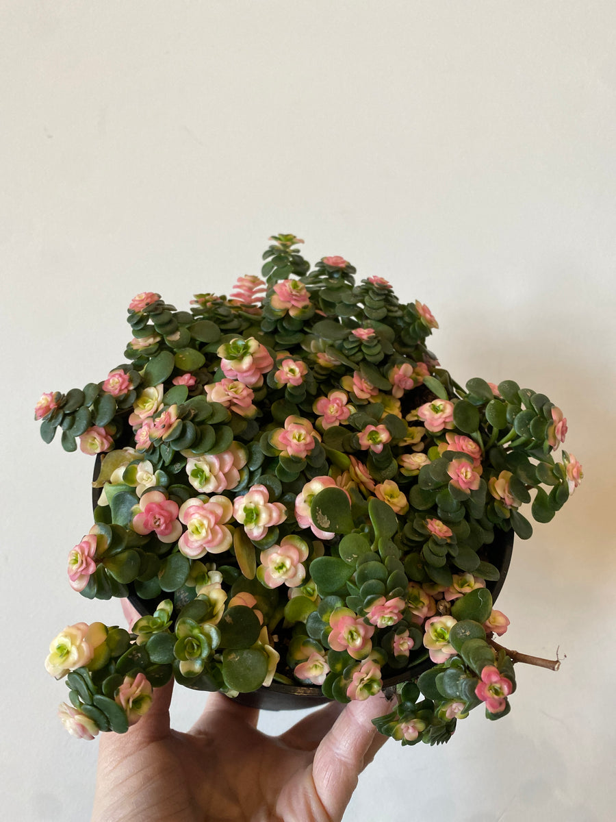 Tinted Jade runner – The Little Big Plant Co