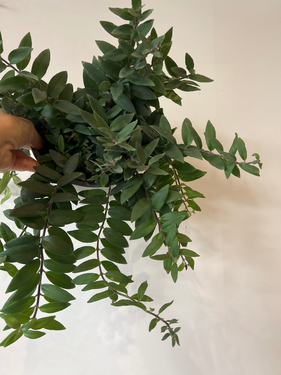 Lipstick "Myra" – The Little Big Plant Co