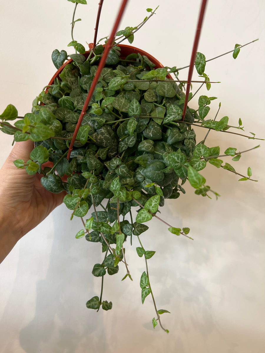 String of Spades – The Little Big Plant Co