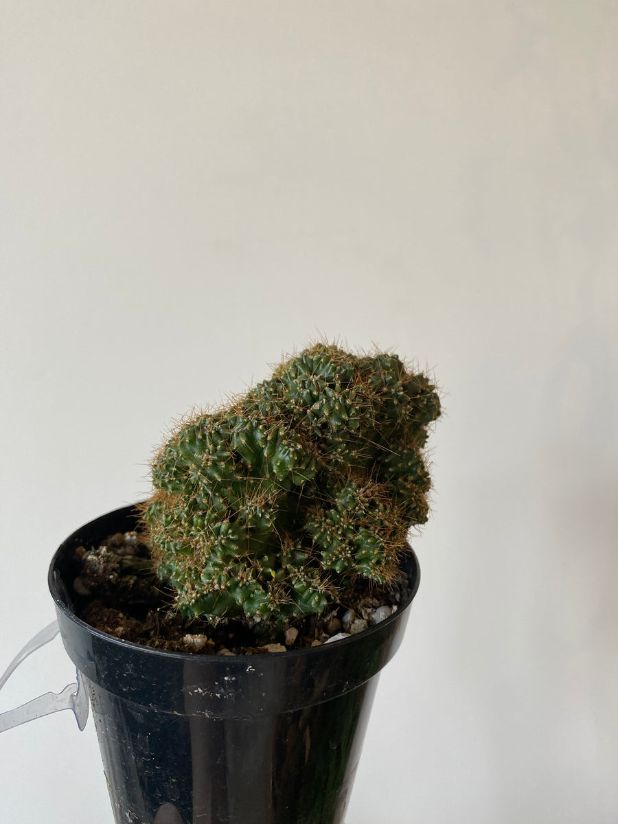 Curiosity plant “Rojo” – The Little Big Plant Co