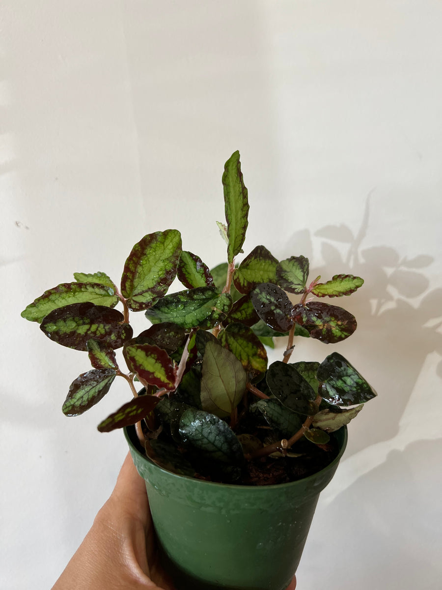 Pellonia Watermelon – The Little Big Plant Co