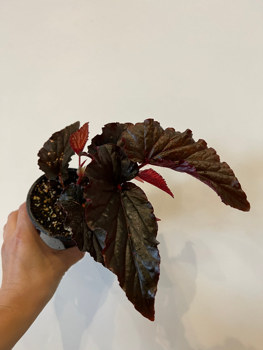 Begonia Black Magic – The Little Big Plant Co