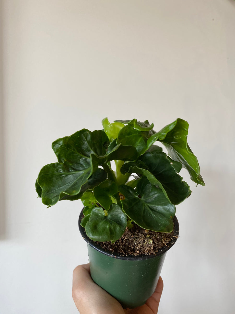 Philodendron super atom – The Little Big Plant Co