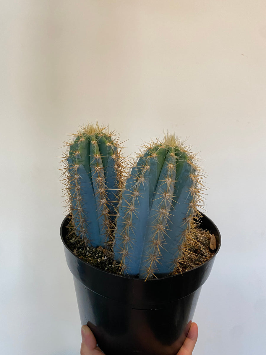 Blue Candle Cactus – The Little Big Plant Co