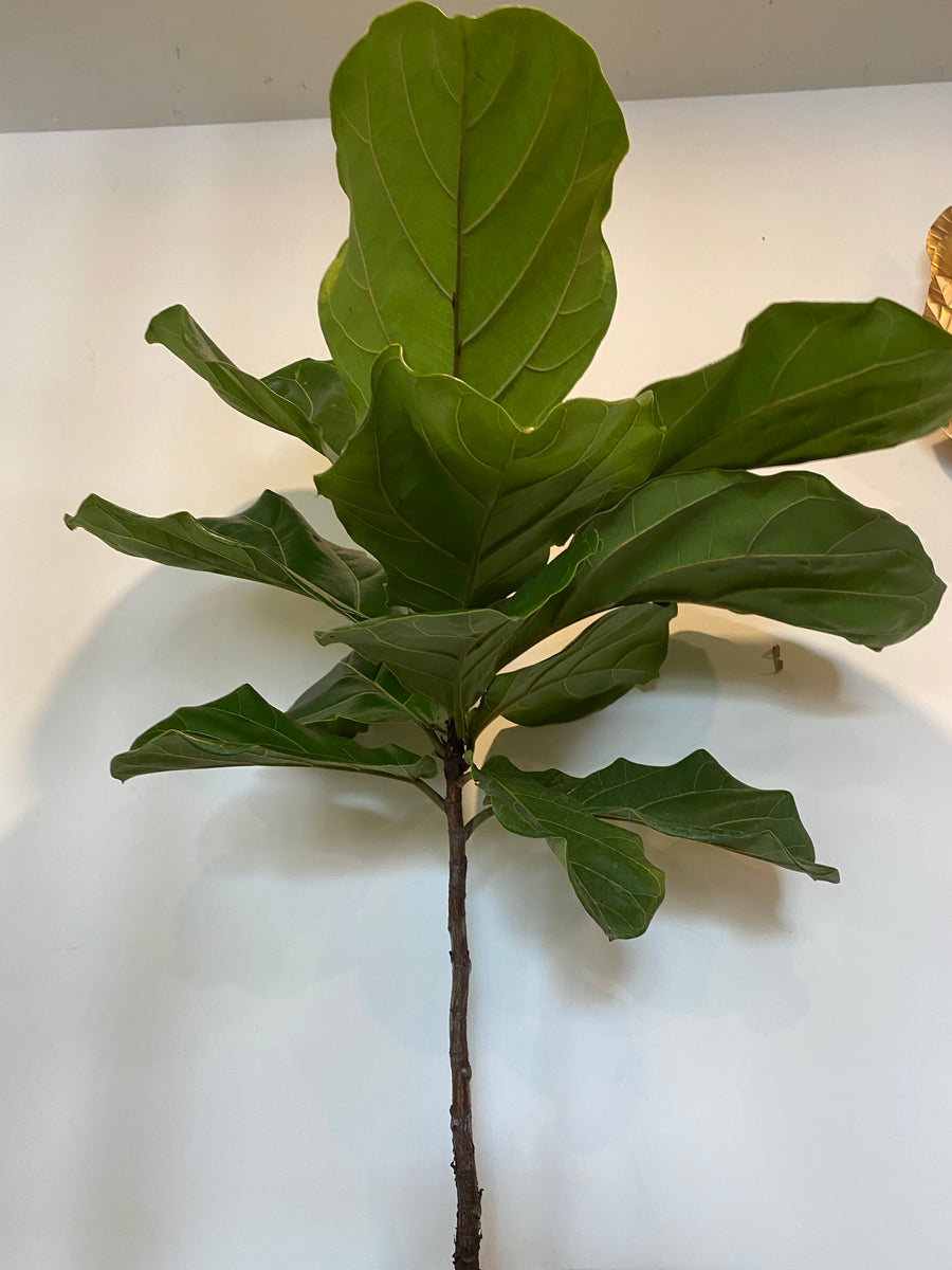 Fiddle Leaf Fig Standard – The Little Big Plant Co