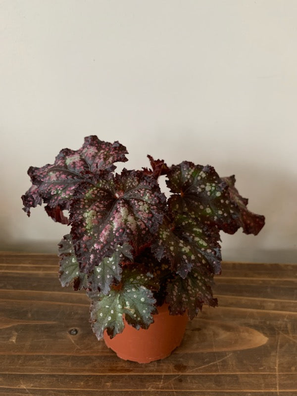 Rex begonia “Persian swirl” – The Little Big Plant Co