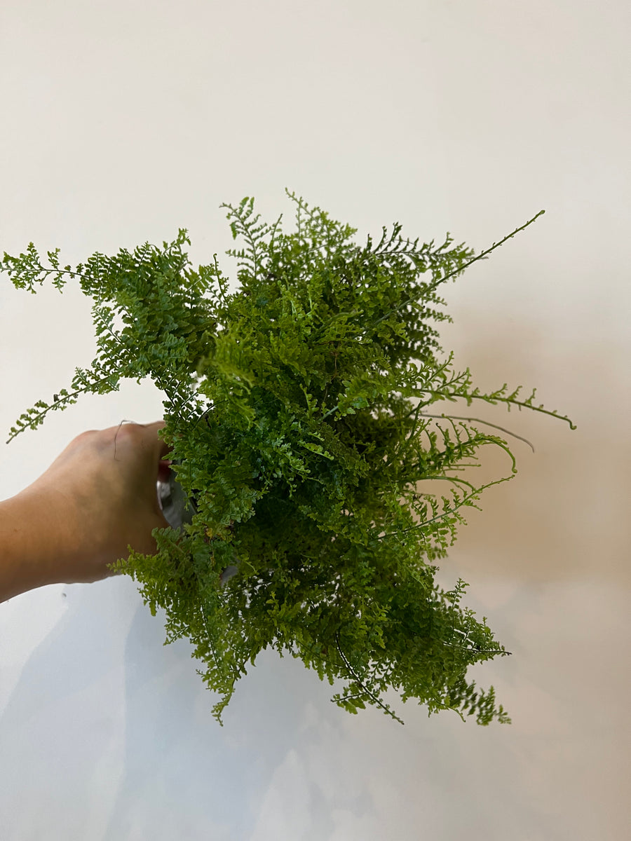 Fluffy Ruffle Fern – The Little Big Plant Co