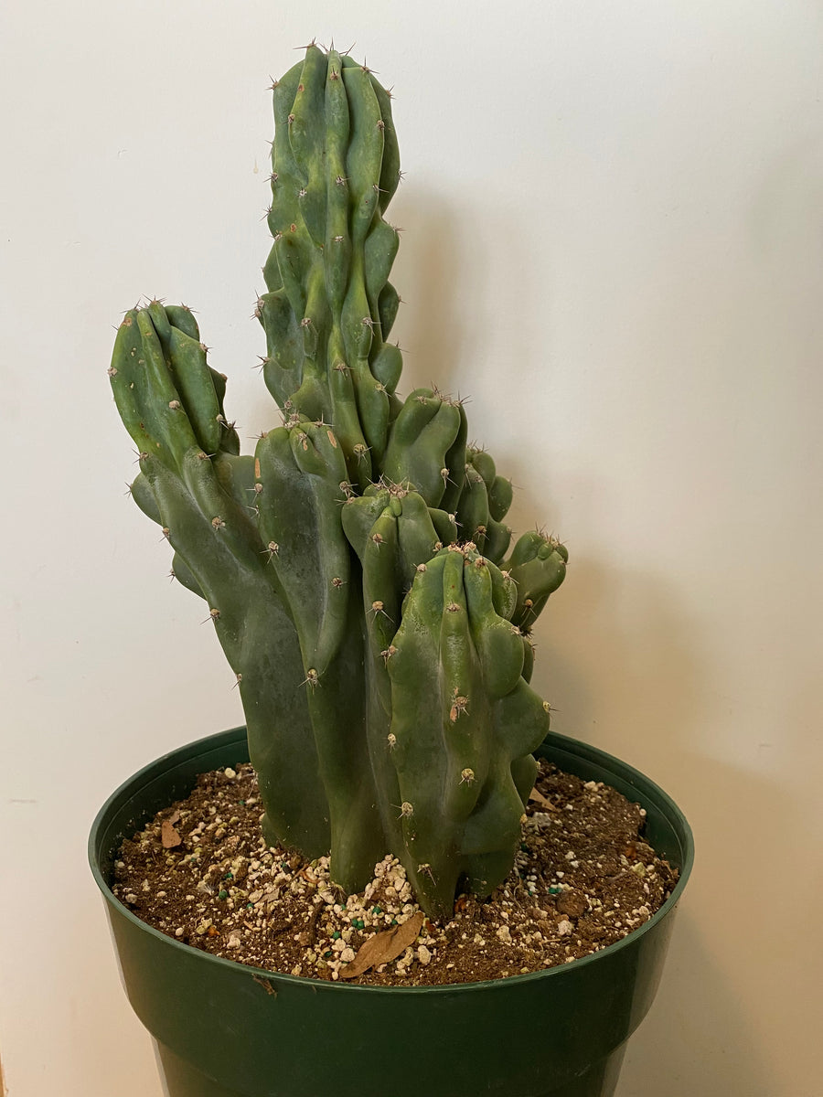 Monstrosus Cactus – The Little Big Plant Co
