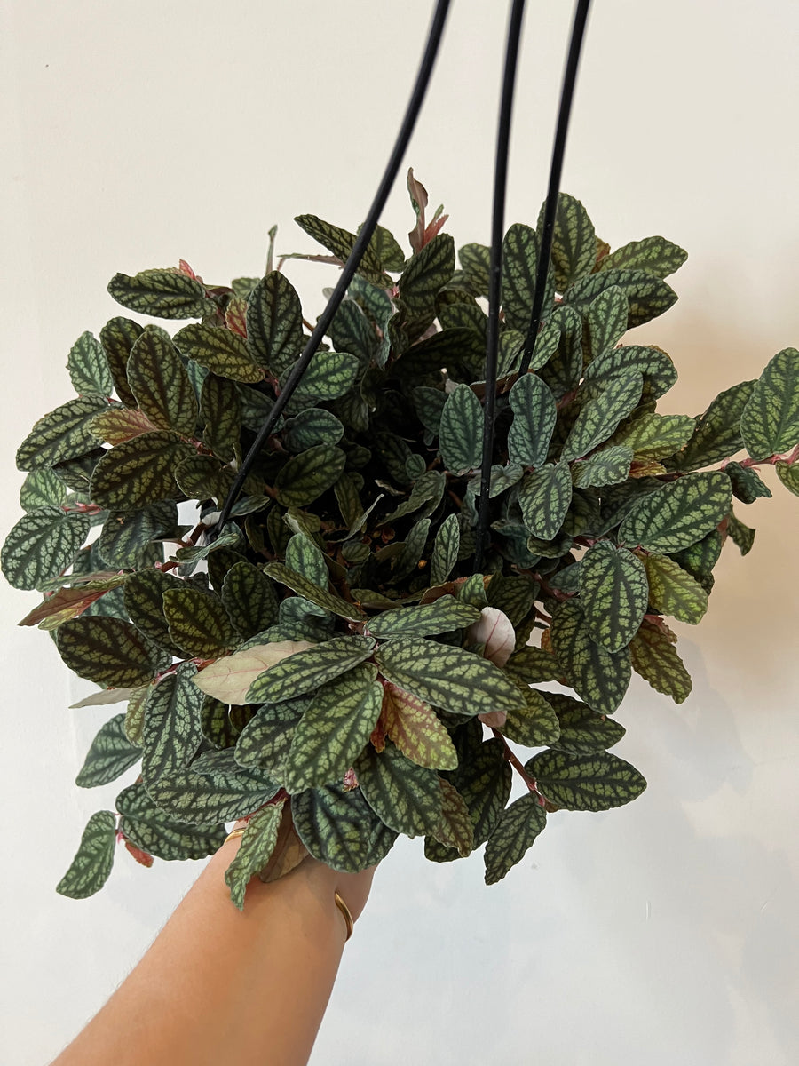 Pellonia Pulchra watermelon vine – The Little Big Plant Co