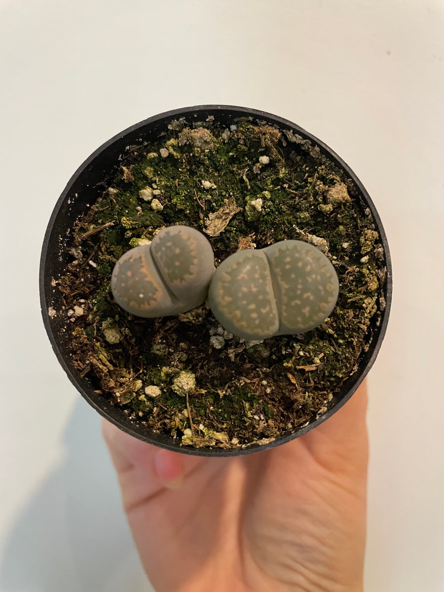 Lithops – The Little Big Plant Co
