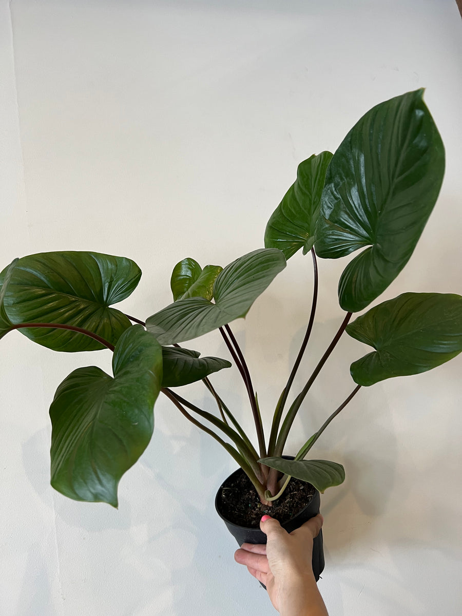 Homalomena Red – The Little Big Plant Co
