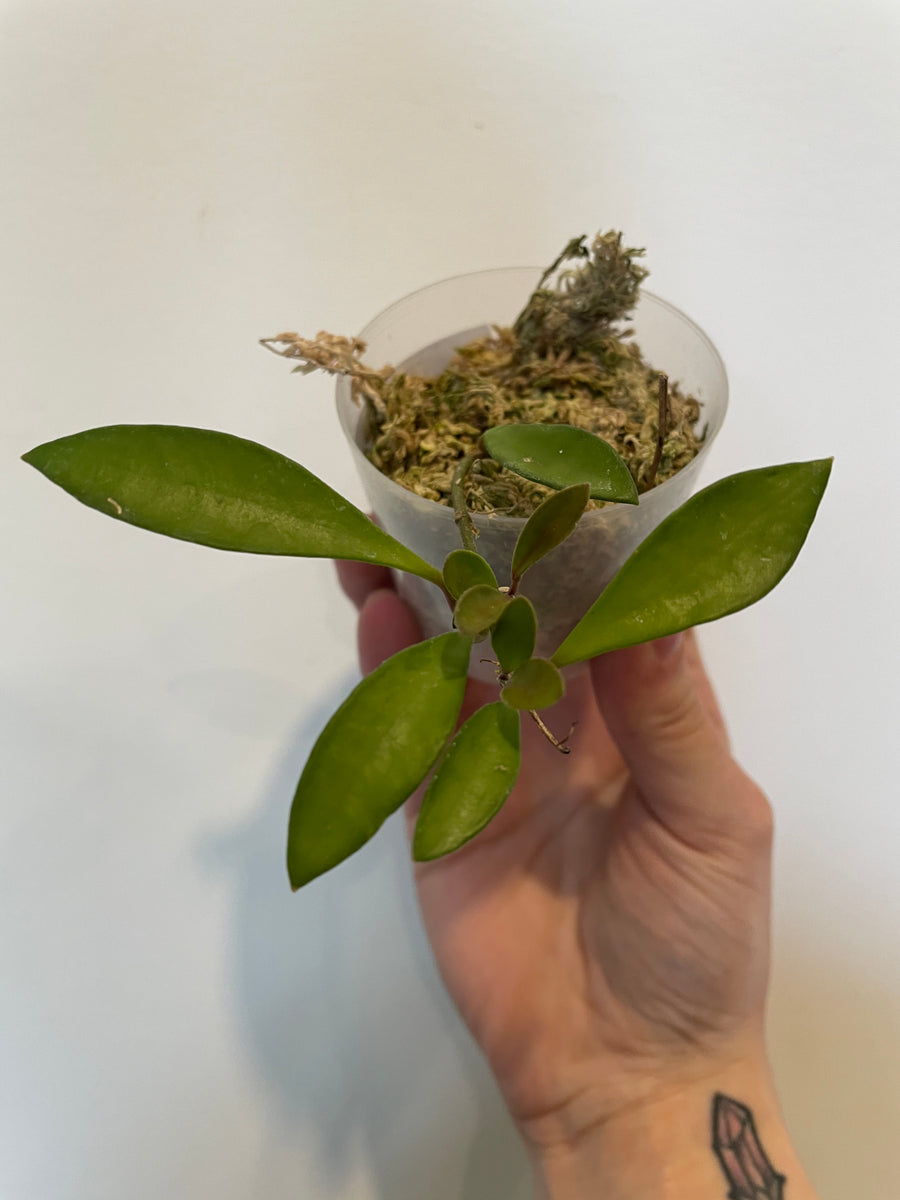 Hoya Mini Kentiana – The Little Big Plant Co