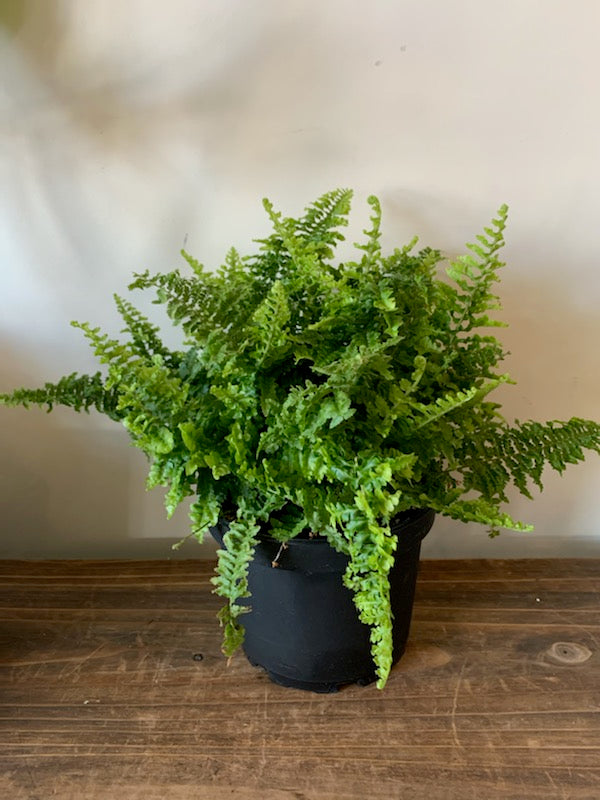 Fluffy Ruffle Fern – The Little Big Plant Co