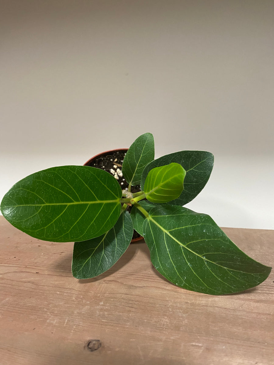 Ficus mini Audrey – The Little Big Plant Co