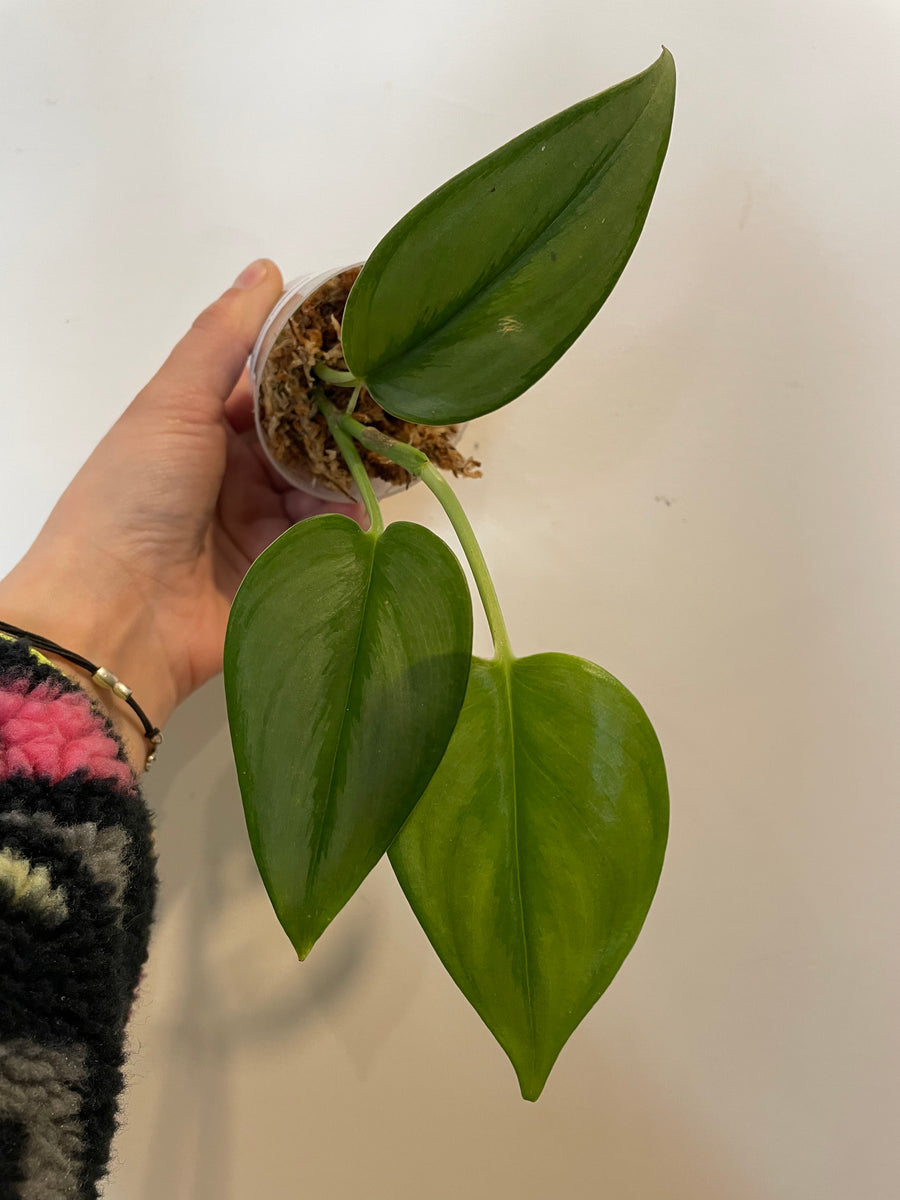 Scindapsus Borneo – The Little Big Plant Co