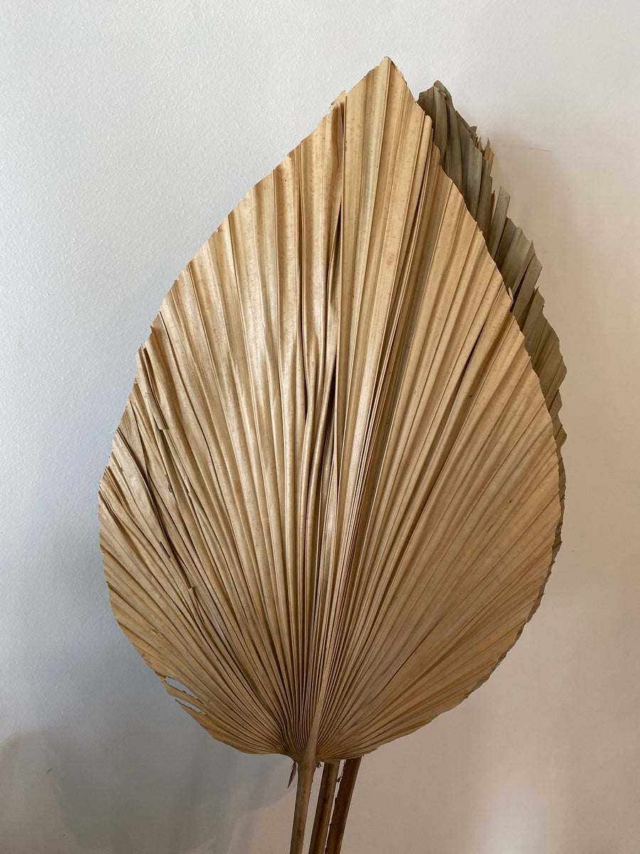 Dried Anahaw Leaf Natural – The Little Big Plant Co