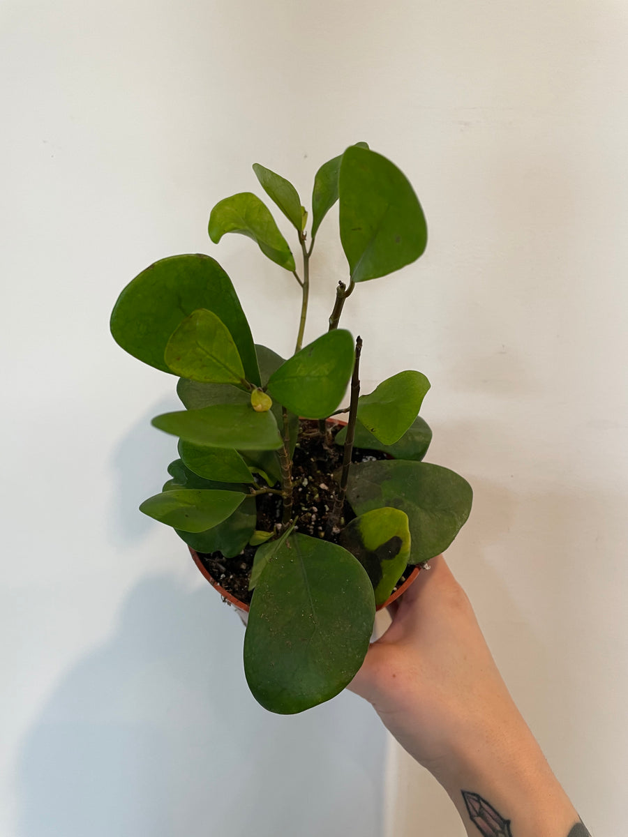 Ficus Triangularis Green – The Little Big Plant Co