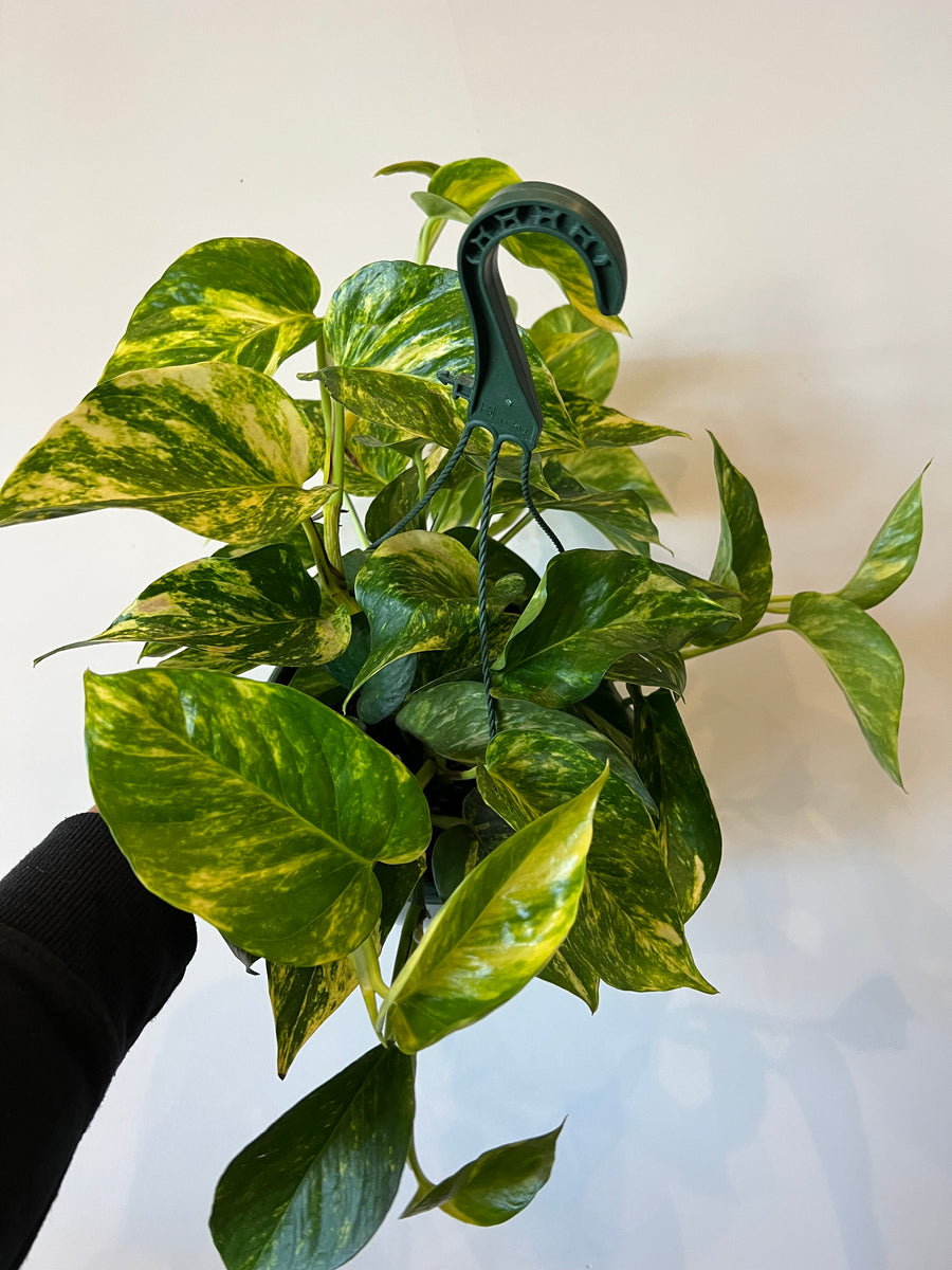 Pothos Golden Hawaiian – The Little Big Plant Co