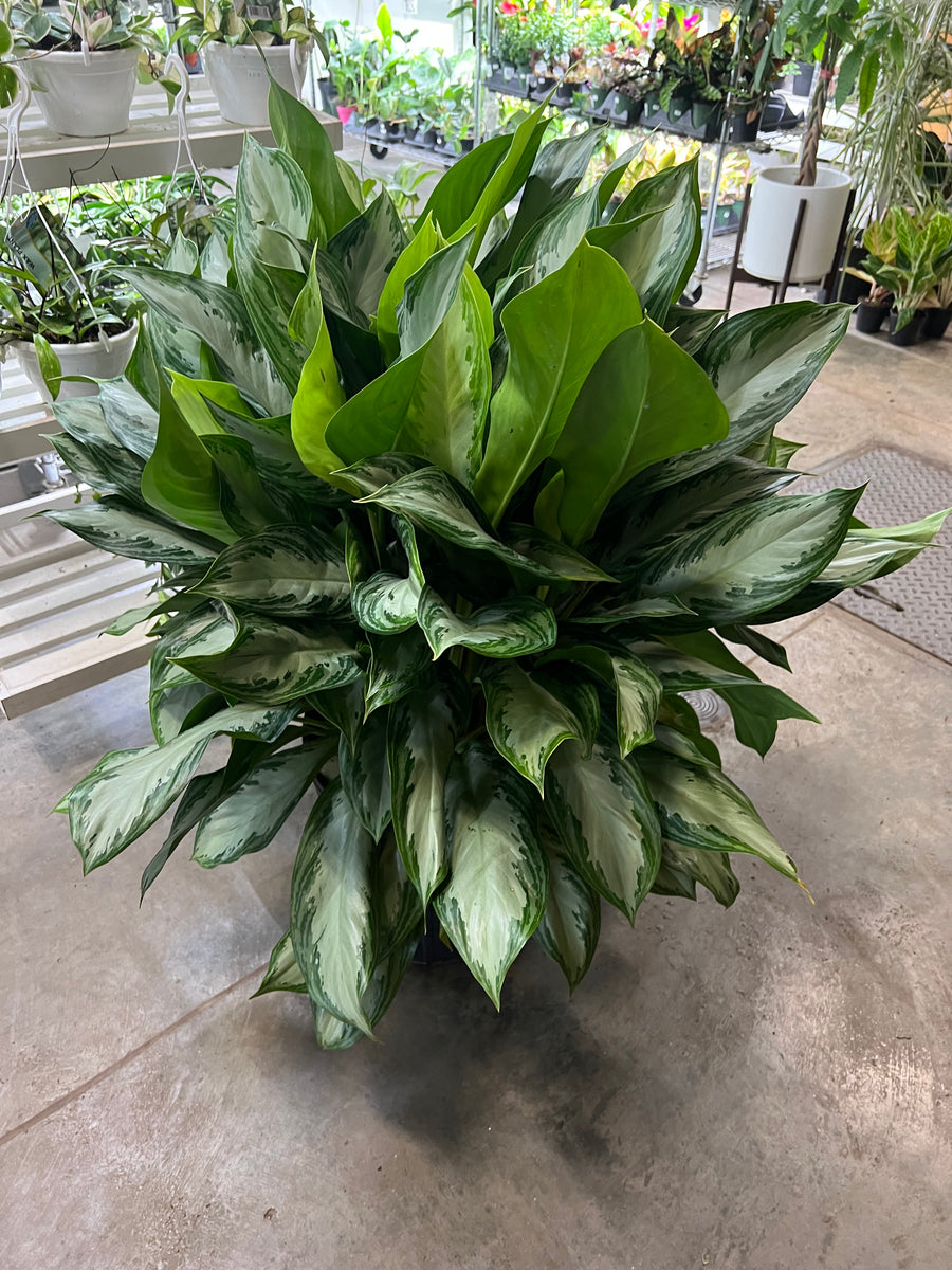 Chinese Evergreen Silver Bay – The Little Big Plant Co