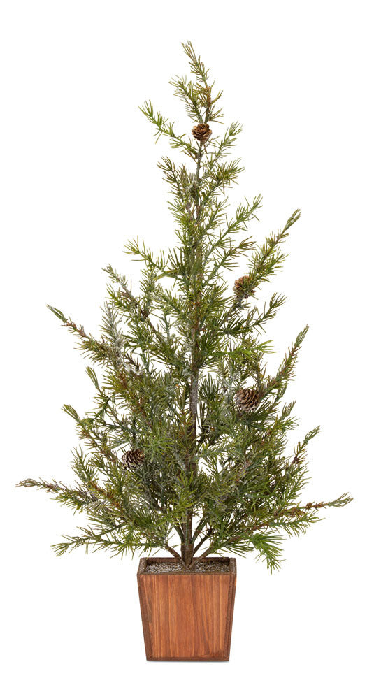 Potted pine tree icy – The Little Big Plant Co