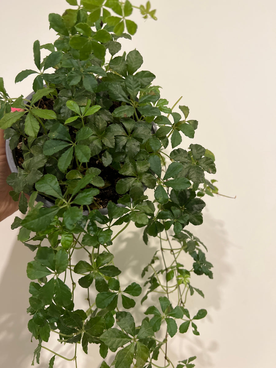 Sugar Vine – The Little Big Plant Co