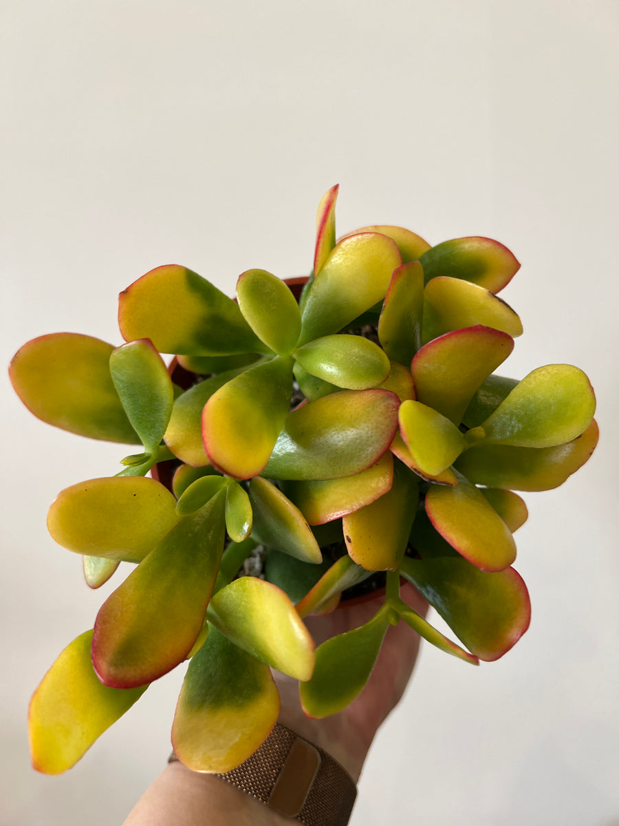 Jade "sunset" – The Little Big Plant Co