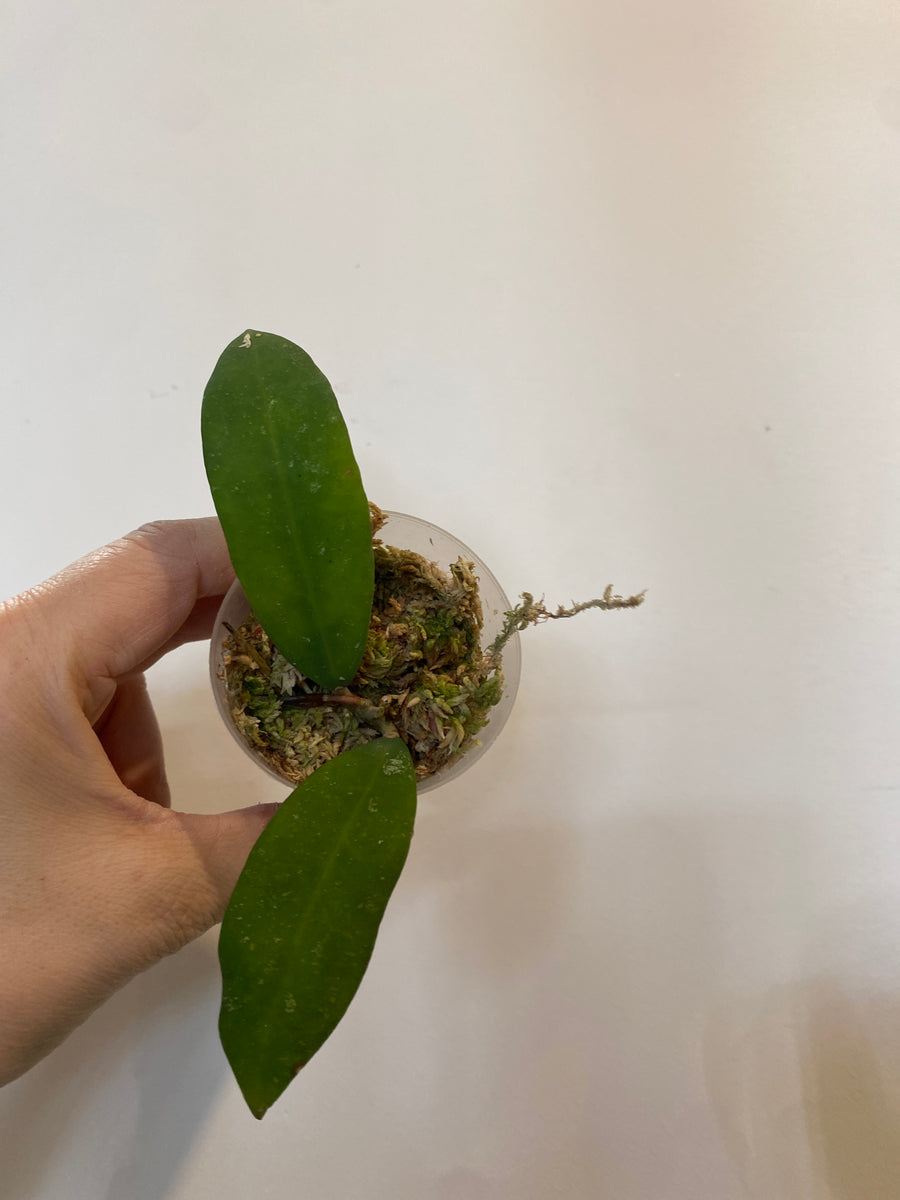 Hoya Ruthiae – The Little Big Plant Co