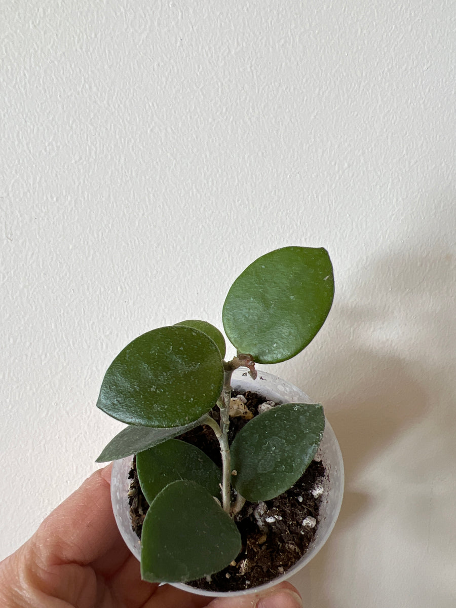 Hoya Chouke – The Little Big Plant Co