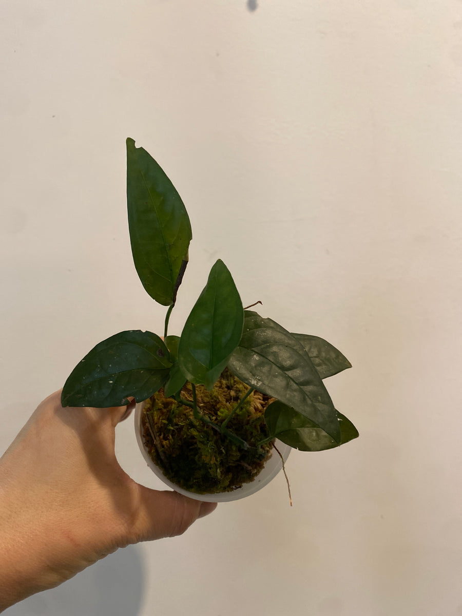 Scindapsus Lucens Black – The Little Big Plant Co