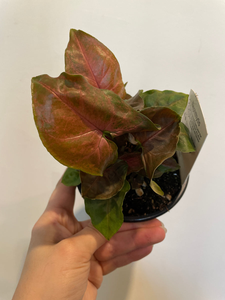 Syngonium Merry Maria – The Little Big Plant Co
