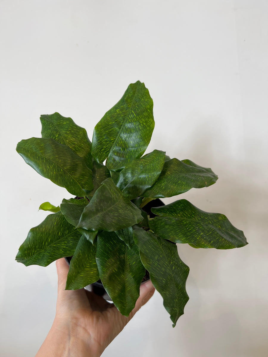 Calathea Musaica – The Little Big Plant Co
