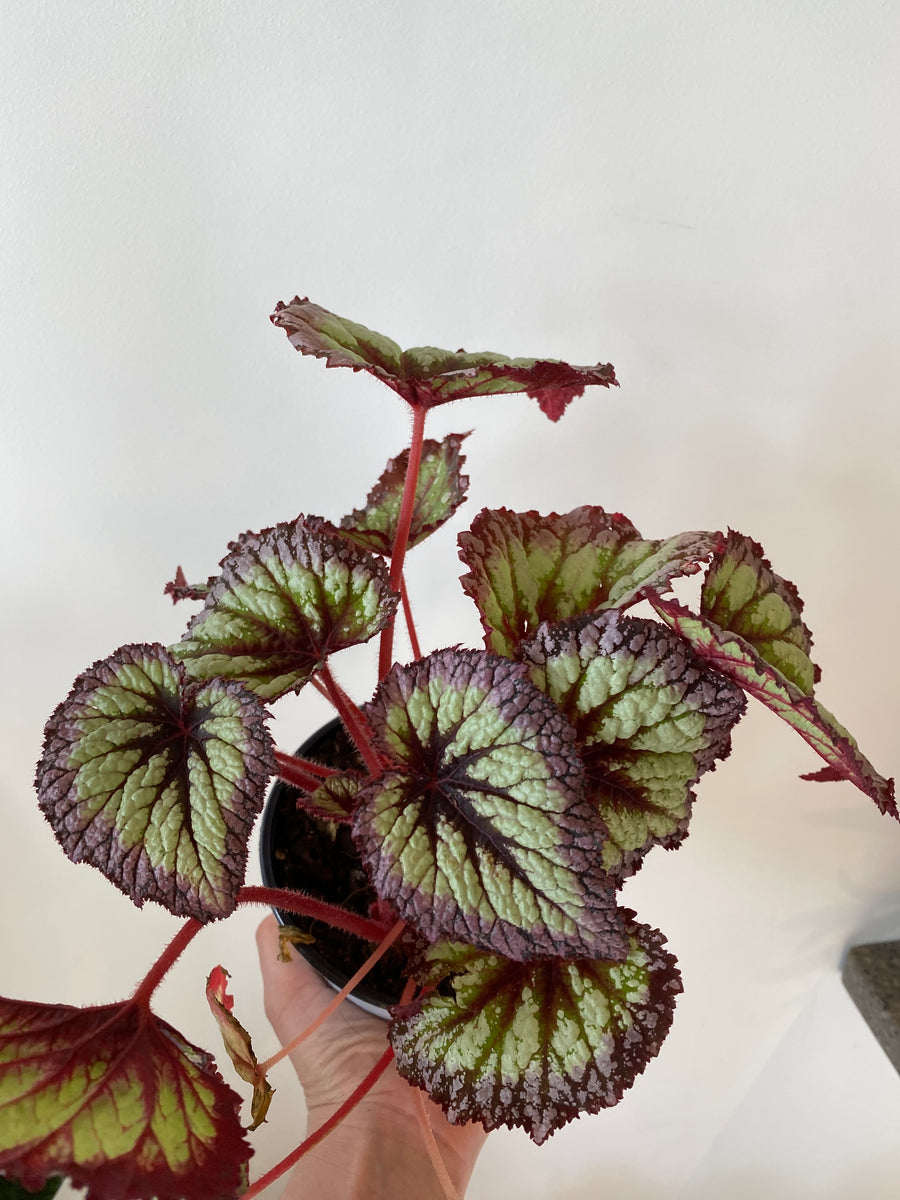 Rex Begonia fireworks – The Little Big Plant Co